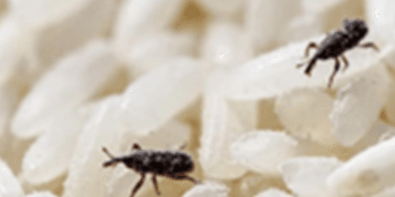 Headspace-SPME as a Versatile Monitoring Method for Early Detection of ...